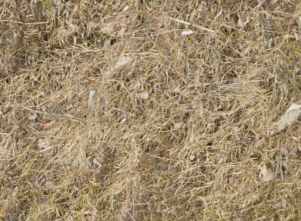grass road texture 0039 - Texturelib